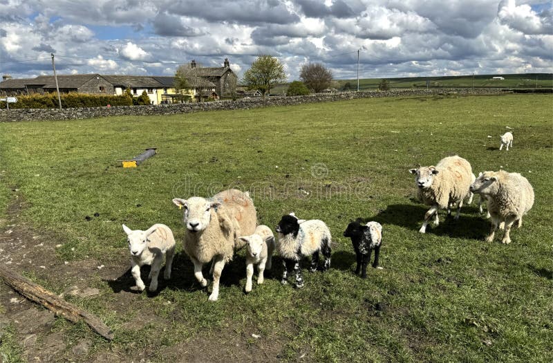 Friendly Sheep, with Their Lambs, Relaxing in a Large Pasture Near ...