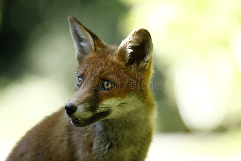 Friendly Fox stock image. Image of common, blurred, mammal - 26973353