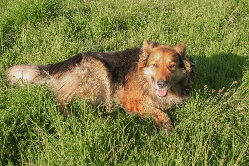 Friendly German Shepherd Dog Lying on the Grass Stock Image - Image of ...