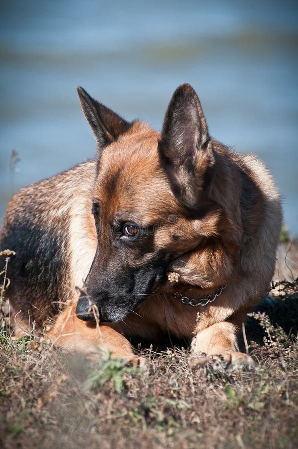 Friendly German Shepherd Lying in the Dry Grass on the Beach Stock ...