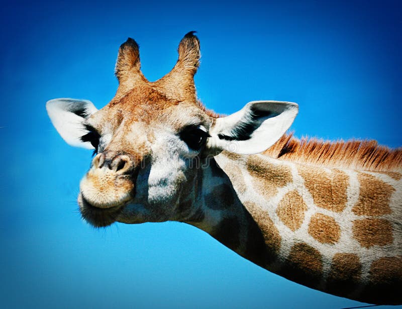 Ugly Rock Dassie stock image. Image of dassie, creature - 9730815