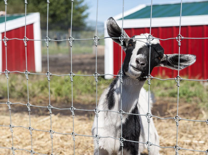 Friendly Goat stock photo. Image of livestock, rural - 31874524