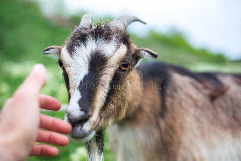 Friendly Goat in Green Meadow. Stock Image - Image of humor, animals ...