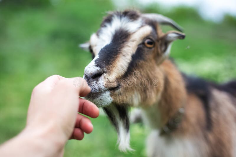 Friendly Goat in Green Meadow. Stock Image - Image of humor, livestock ...