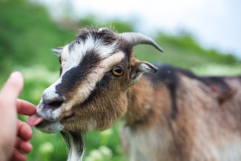 Friendly Goat in Green Meadow. Stock Photo - Image of livestock, beard ...