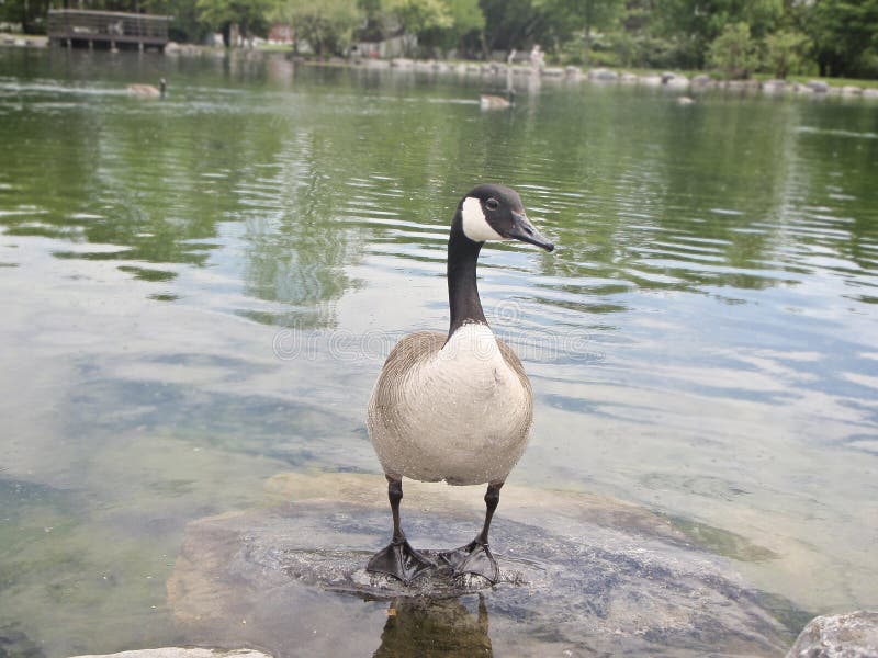 A Friendly Goose Staring at the Camera, Hyde Park Stock Image - Image ...
