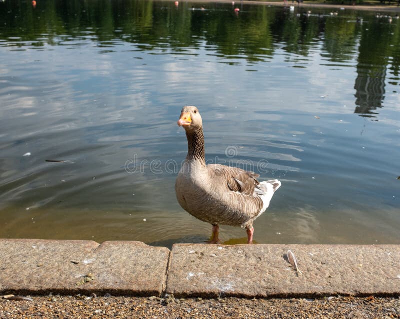 A Friendly Goose Staring at the Camera, Hyde Park Stock Image - Image ...