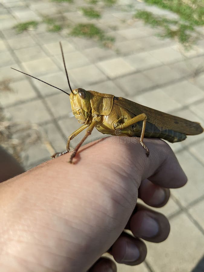 The Friendly Grasshopper Interacts with People in the Garden Stock ...