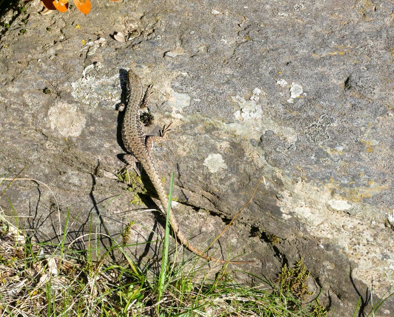A Friendly Gray Lizard Climbing Stock Photo - Image of wildlife, sunn ...