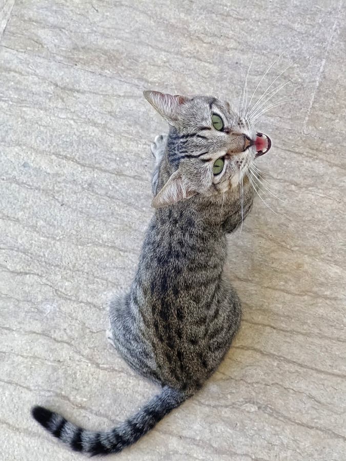 Friendly Grey Egyptian Tabby Cat Meowing for Food Stock Image - Image ...