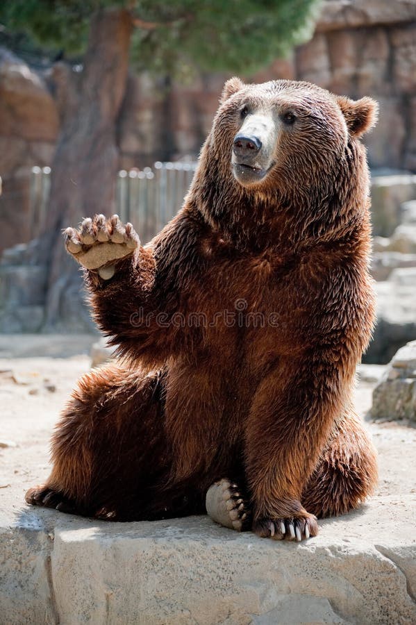 Friendly grizzly bear stock image. Image of animal, bear - 14587721