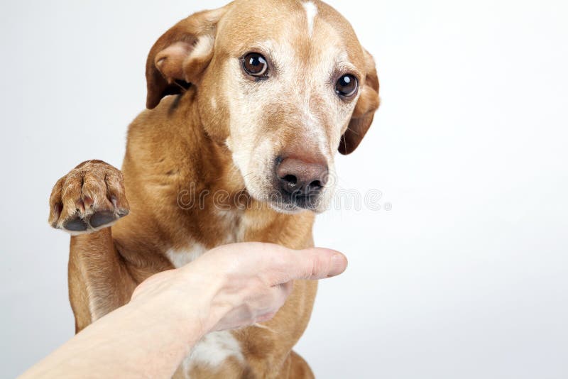 Friendly Hand and Paw Shake. Stock Image - Image of adult, human: 98362095