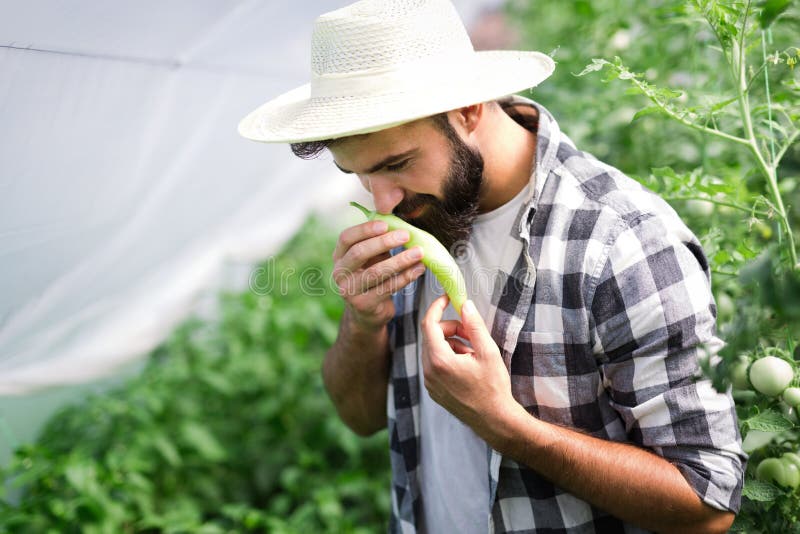 Friendly Farmer at Work in Greenhouse Stock Image - Image of fresh ...