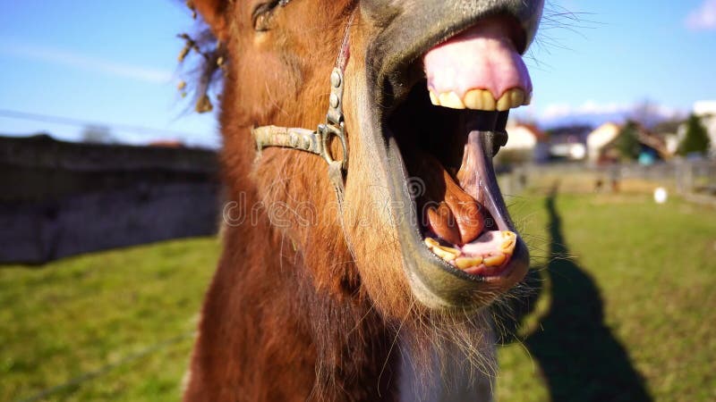 Friendly Happy Pony Smiling and Shows it Teeth in the Summer Stock ...