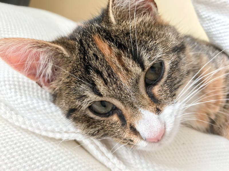 A Friendly Hello from a Little Kitten Stock Image - Image of purposes ...