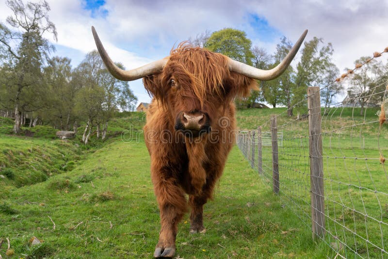 Friendly Highland Cow in Scotland Stock Photo - Image of adorable ...