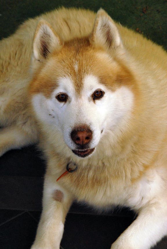 Friendly Husky Dog stock photo. Image of nature, outdoor - 1257758