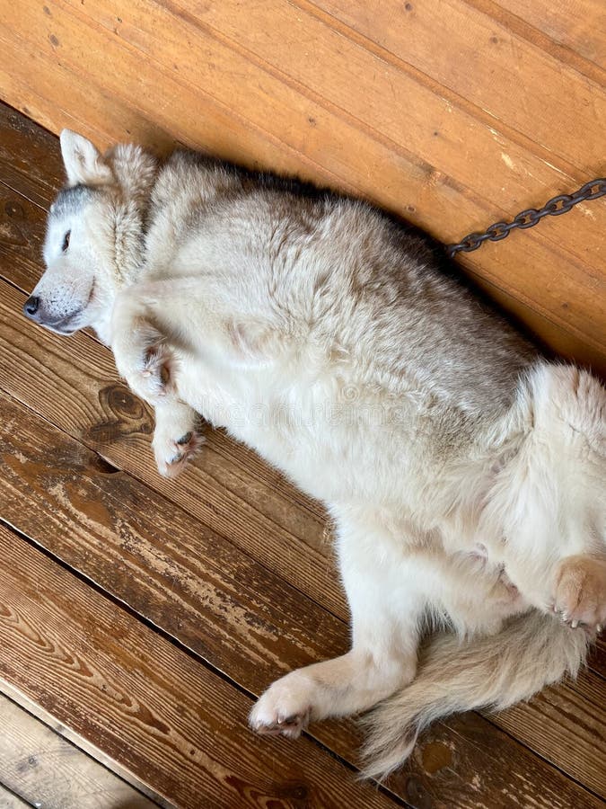 Friendly Husky Playing, Vertical Picture Stock Image - Image of ...