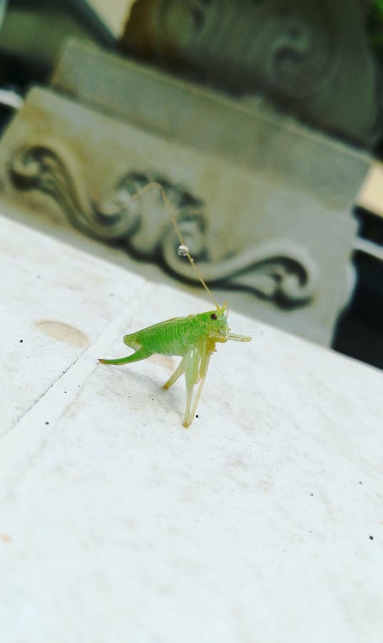 Tiny friend stock photo. Image of insect, friendly, little - 124071662