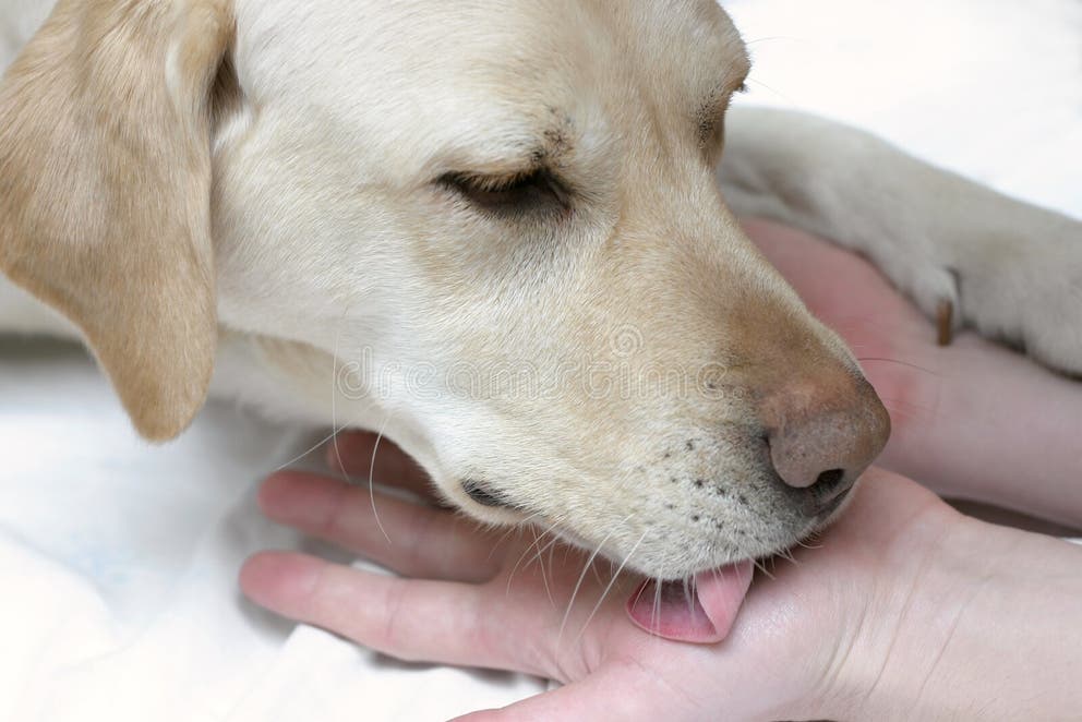 Friendly Lab stock image. Image of cuddle, comfort, friendship - 98843