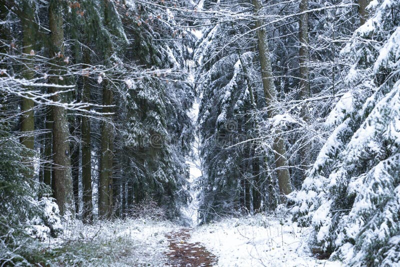 Winter Inside a Wild Mixed Up Forest Fir Deciduous Stock Image - Image ...