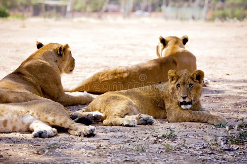 Friendly lionesses in zoo stock photo. Image of wildlife - 12712722