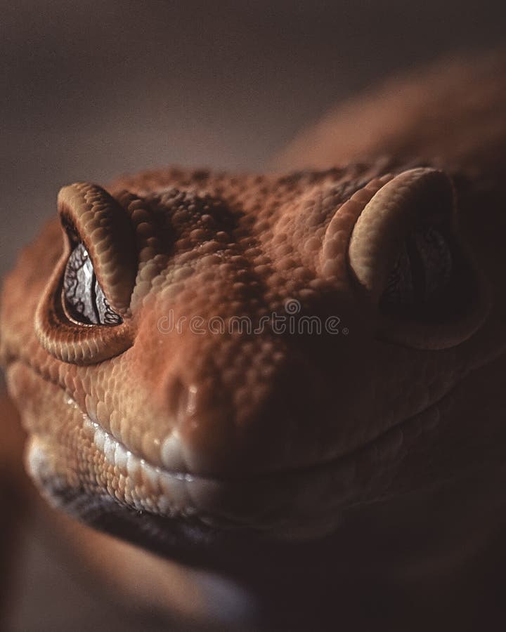 Friendly lizard stock photo. Image of friend, born, travel - 68526780