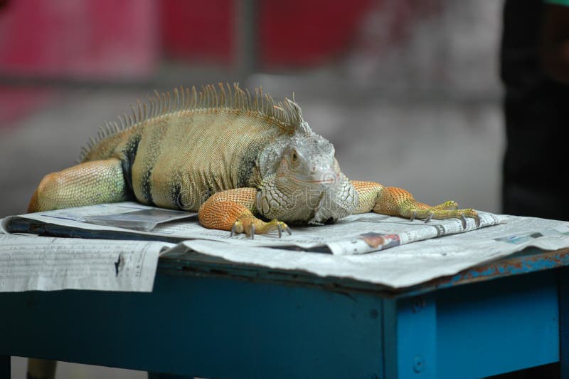 Friendly lizard stock photo. Image of friend, born, travel - 68526780