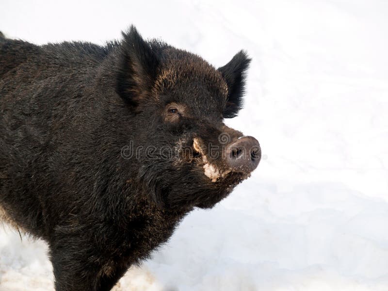 Male boar in the forest stock image. Image of scrofa - 25906273