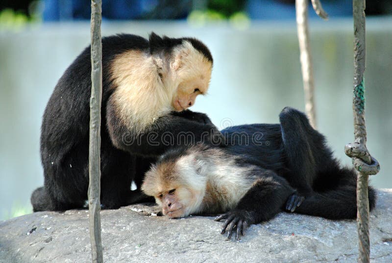 Friendly monkeys stock image. Image of eating, monkey - 65491627