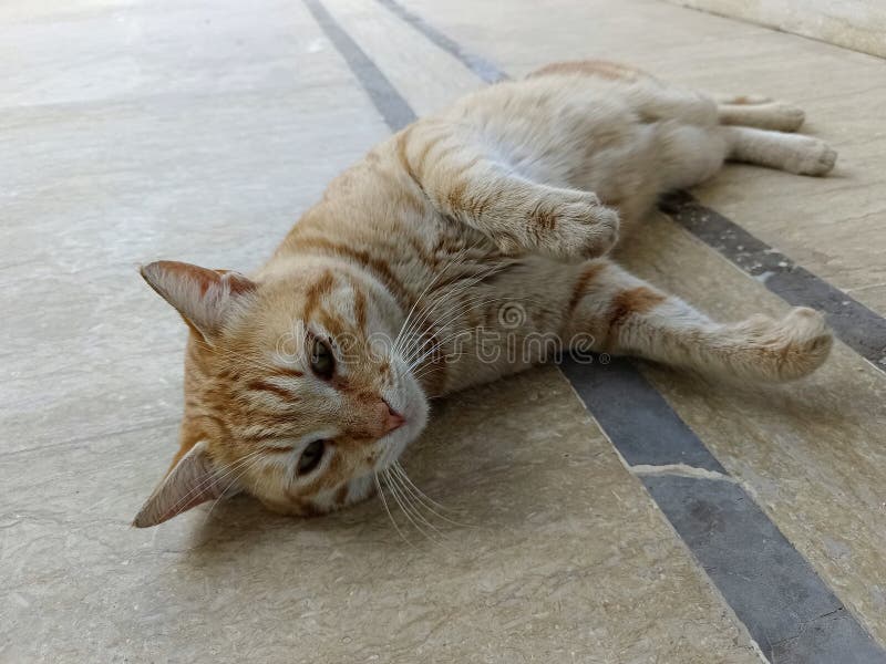 Friendly Orange Tabby Cat Tired Stock Photo - Image of tired, lying ...