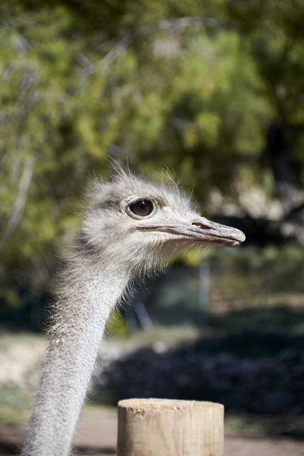 The Friendly Ostrich Looking with Her Curious Eyes Stock Image - Image ...
