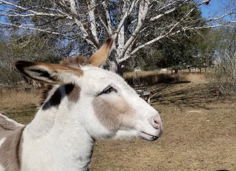 Friendly Pet Donkey in Farmyard Stock Image - Image of donkey, farmyard ...