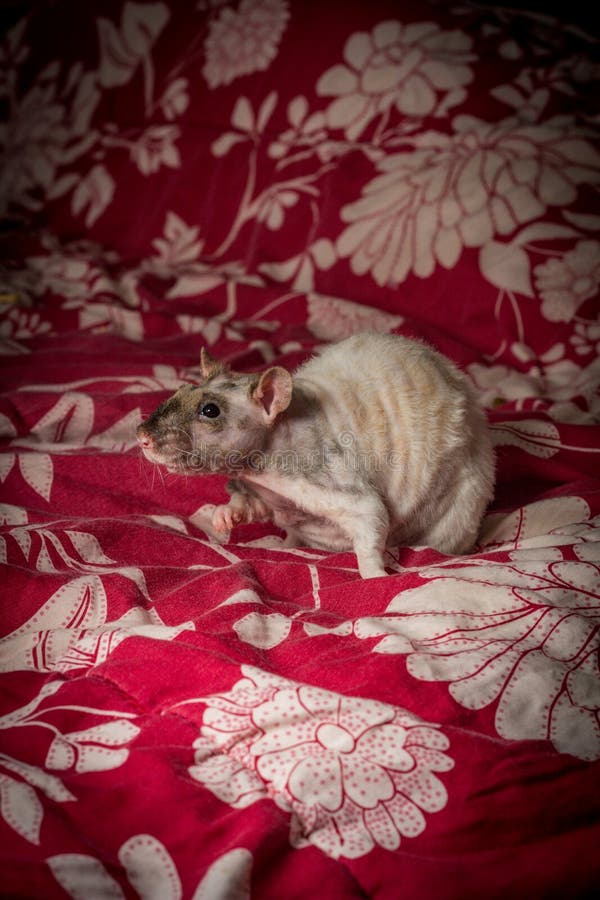 Hairless Rat on Bed stock photo. Image of domesticated - 223657592