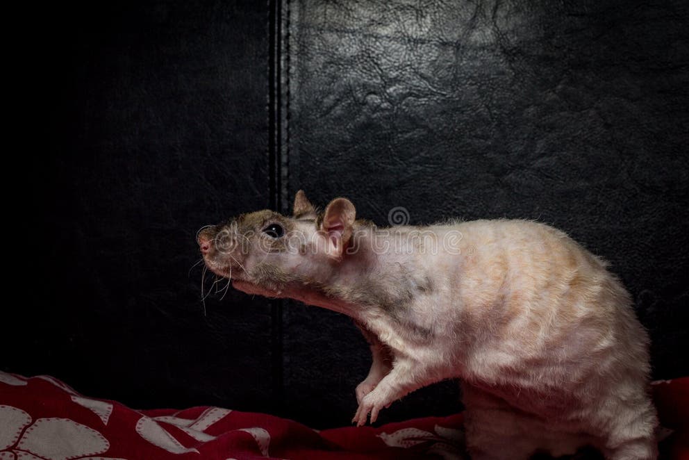 Hairless Rat on Bed stock photo. Image of freedom, sneaking - 223657576