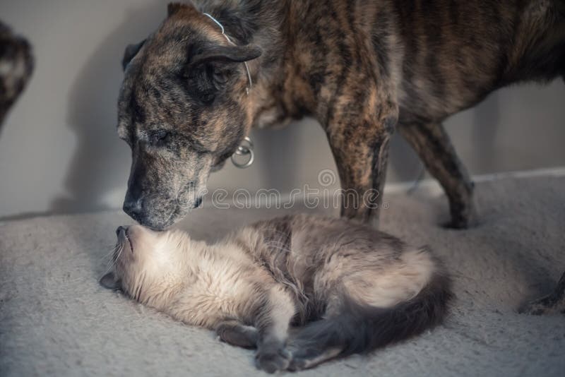 Friendly pets cuddle stock photo. Image of amimals, animal - 76304766