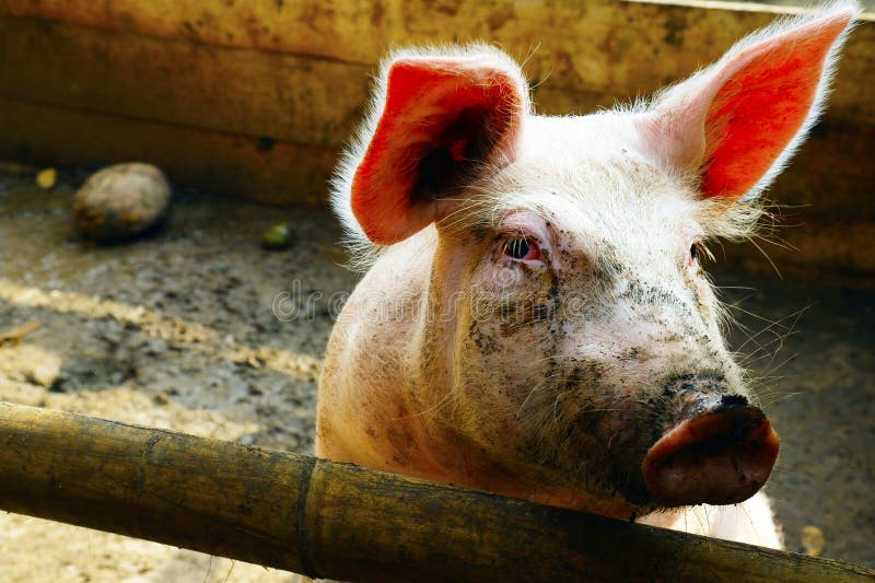 Friendly Pig stock photo. Image of group, looking, herd - 31968938