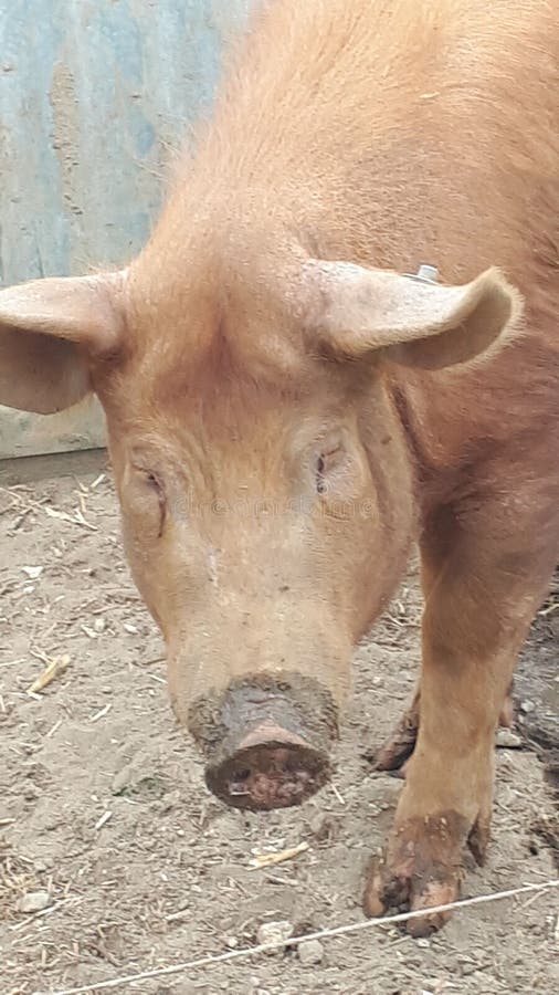 Friendly Pig stock image. Image of farm, animal, oink - 120036899