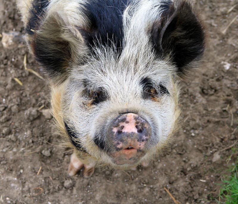 Friendly Pig stock photo. Image of scene, livestock, piglet - 31968938