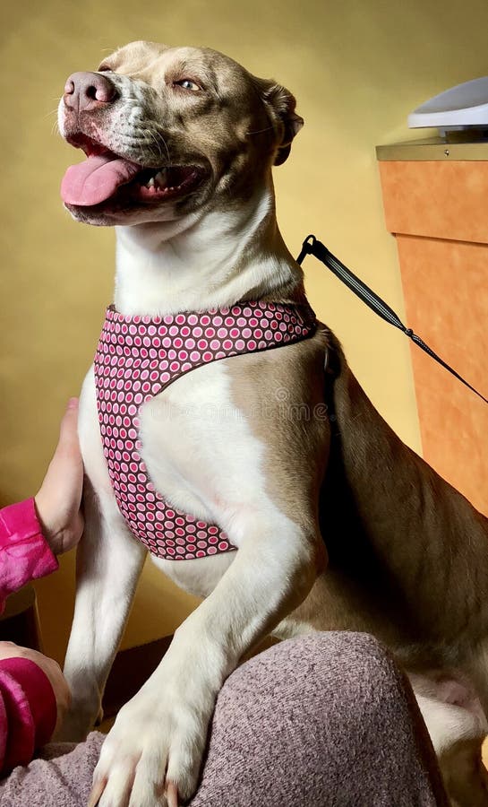 Best Friend stock photo. Image of friendly, bull, friend - 134121074