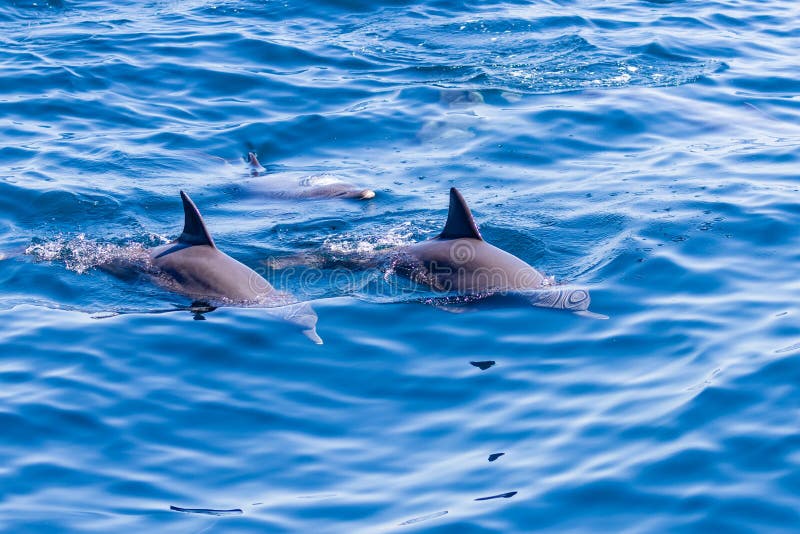 Friendly Pod of Common Dolphins on the Surface of a Tropical Ocean ...