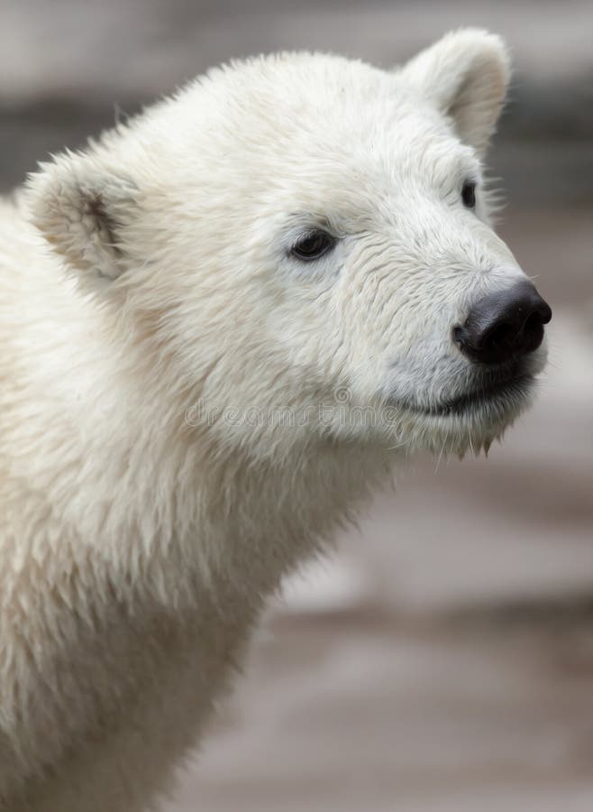 Friendly polar bear stock image. Image of adult, right - 67969035