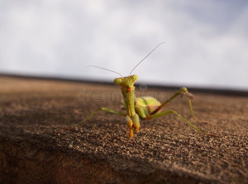 Friendly Praying Mantis stock photo. Image of mantid - 69862056
