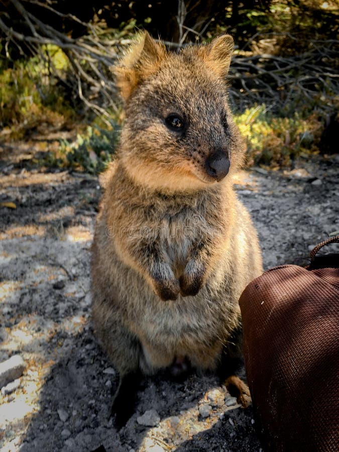Friendly Quokka in Rottnest Island Stock Image - Image of native ...