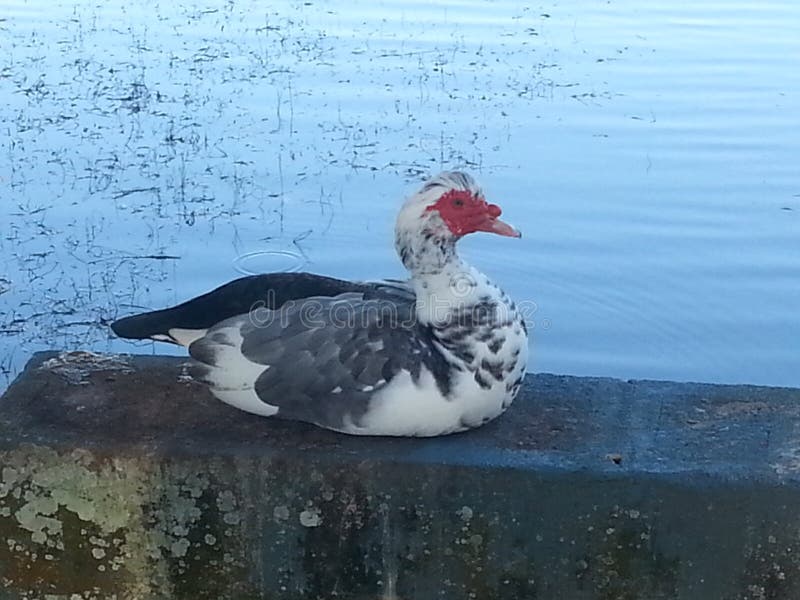 Red face duck. stock photo. Image of feathers, duck, wildlife - 7659222