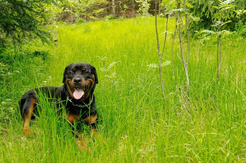 Friendly Rottweiler Giving a Broad Smile Stock Photo - Image of animal ...