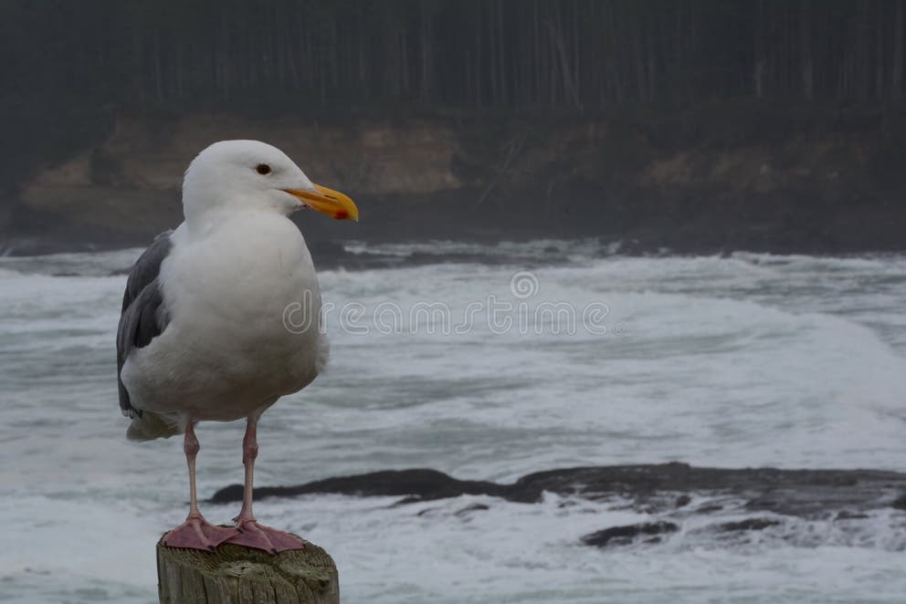 Friendly Seagull stock image. Image of landscape, birds - 86496177