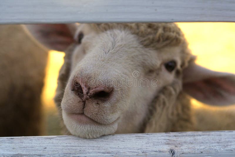 Friendly Sheep, Connemara, Ireland Stock Image - Image of street ...
