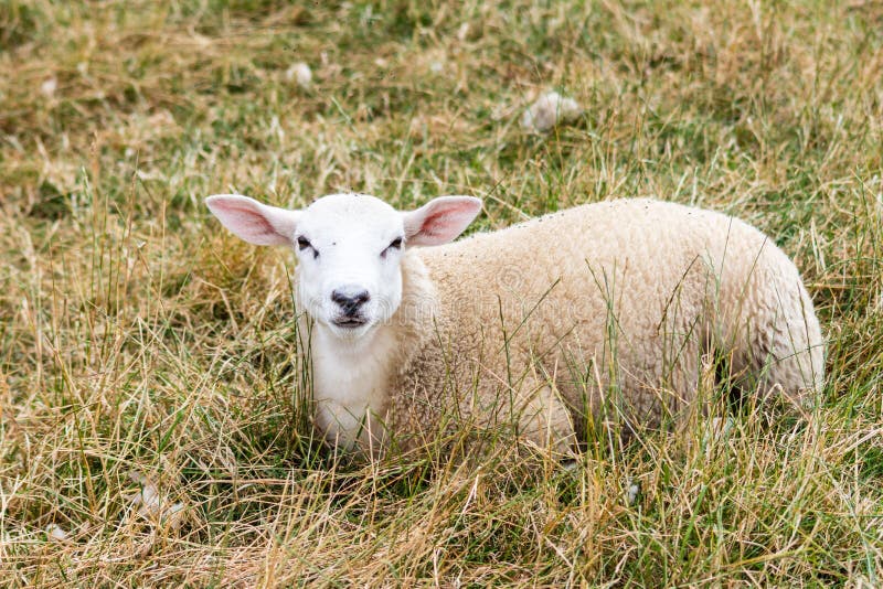 Sheep Led Stock Photos - Free & Royalty-Free Stock Photos from Dreamstime