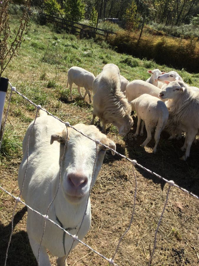 Friendly Sheep stock photo. Image of farm, chair, grasses - 84759594